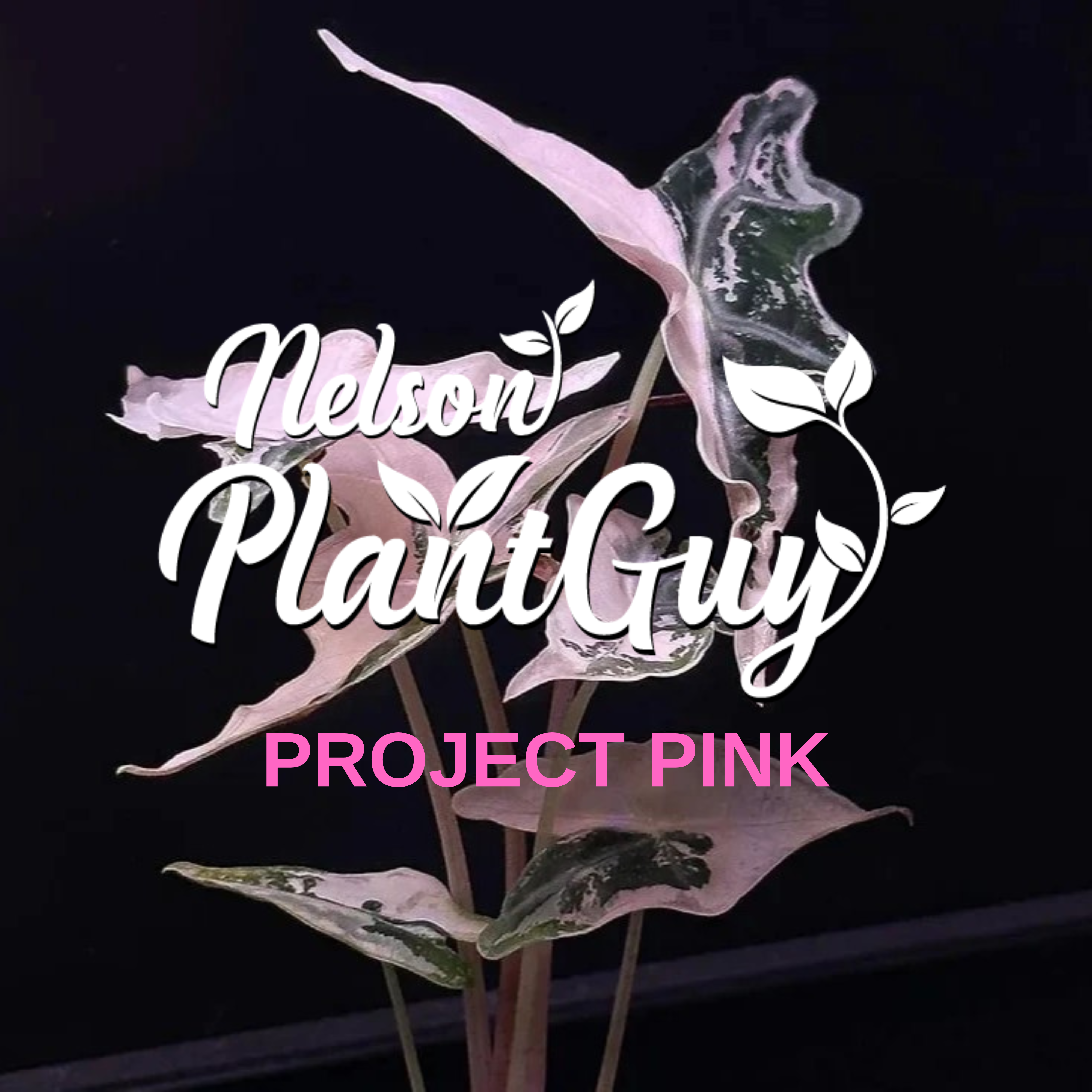 Project Pink – Nelson Plant Guy